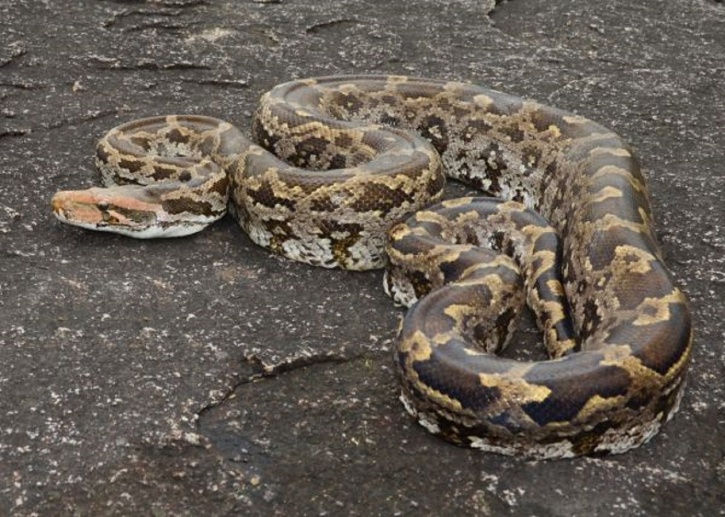 Rare 20-Foot-Long Indian Rock Python Has Been Rescued In Mount Abu ...