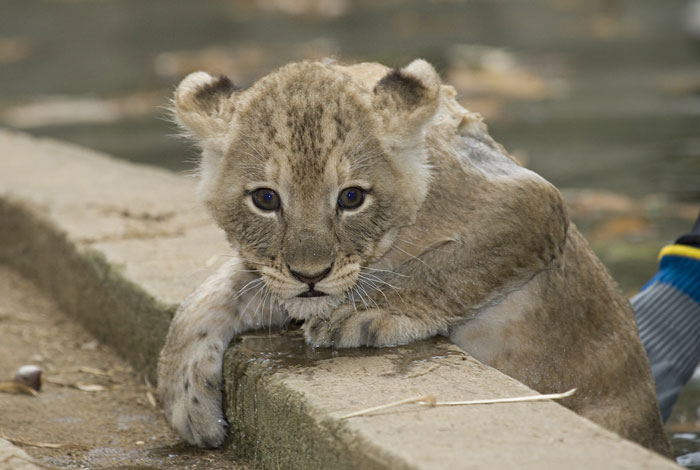 Mother's Love At Its Best: Watch How A Lioness Rescues Her Cub Who's ...