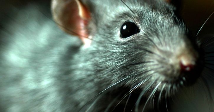 Outrage At Hyderabad Hospital Morgue Goes Viral After Rats Eat Woman's ...