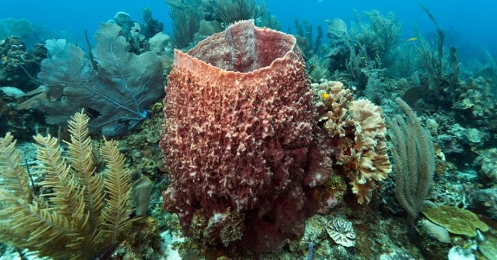 Ape Theory Takes A Back Seat As Scientists Find That Humble Sponges May ...