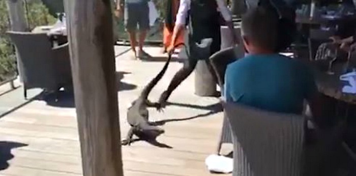 Brave Waitress Drags A Gigantic Lizard Outside An Australian Restaurant ...