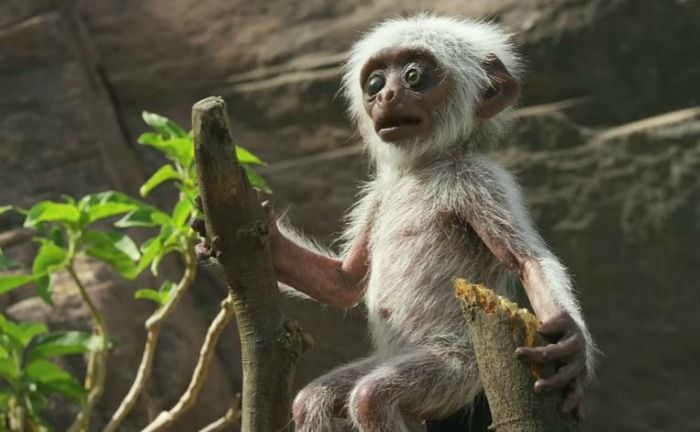 This Video Of Distressed Chimps Mourning A 'Dead' Robotic Monkey Will ...