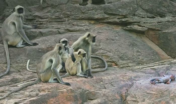 This Video Of Distressed Chimps Mourning A 'Dead' Robotic Monkey Will ...