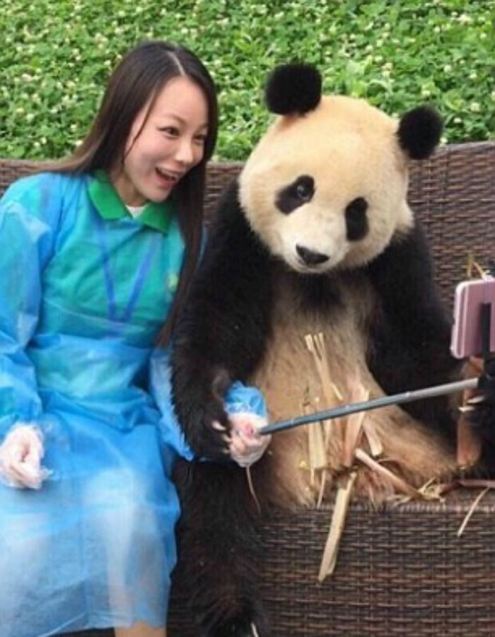 Camera-Loving Panda Poses For Selfies With A Tourist And Does A Better ...
