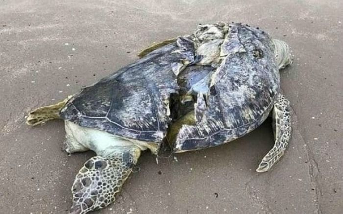 Horrific Images Emerge Showing Endangered Sea Turtle 'Sliced In Half ...