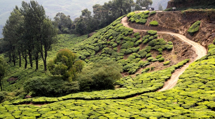 Munnar's Famous Wild Tusker 'Chilli Komban' Rammed To Death By ...