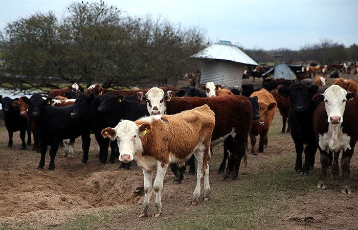 US Scientists Are Developing 'Cows Of The Future' That Will Be Able To ...