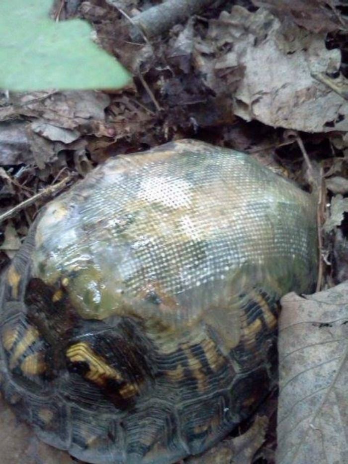A Vet Who Used Fiberglass To Mend This Turtle's Broken Shell Is ...