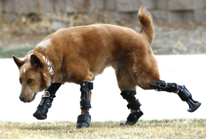 These 12 Photos Of Animals In Prosthetics Will Warn Your Heart