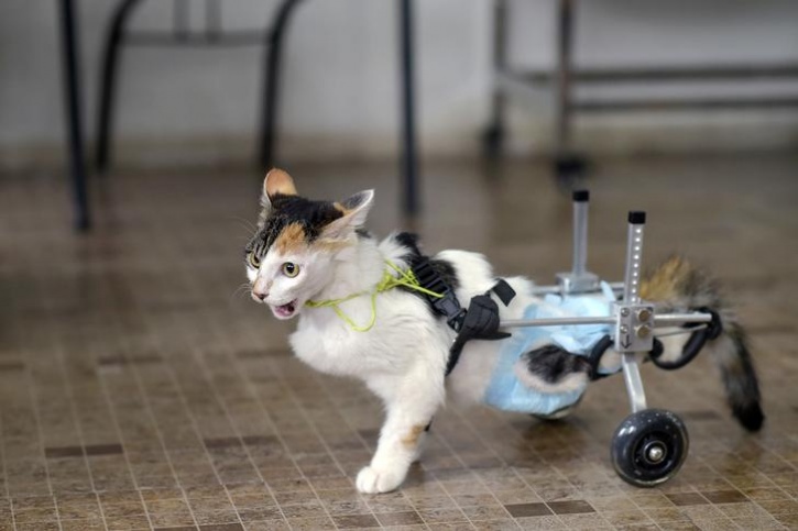 These 12 Photos Of Animals In Prosthetics Will Warn Your Heart