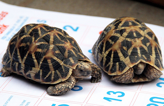 Karnataka Will Soon Get Back 97 Star Turtles That Were Smuggled To ...
