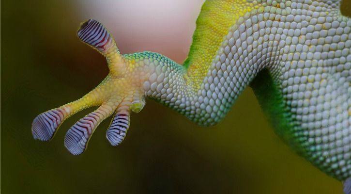 NASA Is Building A Gecko-Inspired Robot To Clean Up Space Junk Flying ...