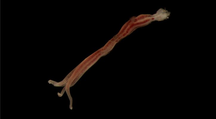 10 Horrifying Creatures Pulled From Australia’s Deep Oceans That You'll ...