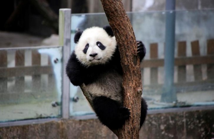 Scientists Finally Solve The Mystery Behind A Panda's Fur, Reveal Why ...