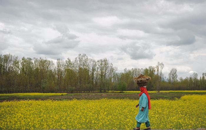 Mustard Is All Set To Become The First Genetically Modified Food In ...