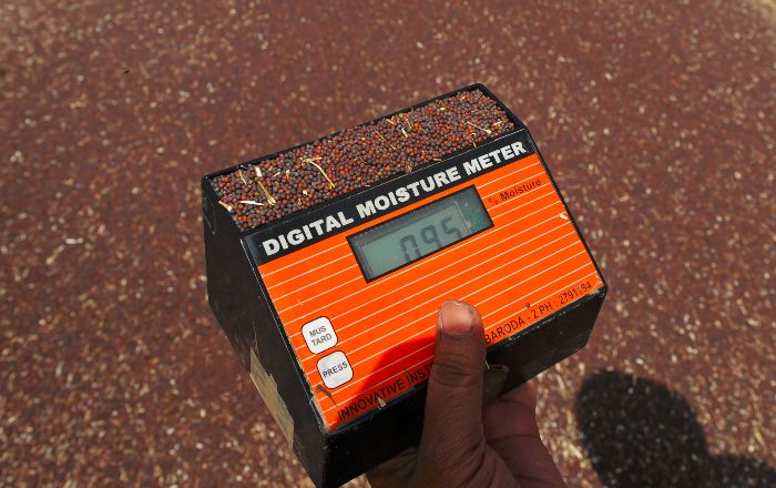 Mustard Is All Set To Become The First Genetically Modified Food In ...