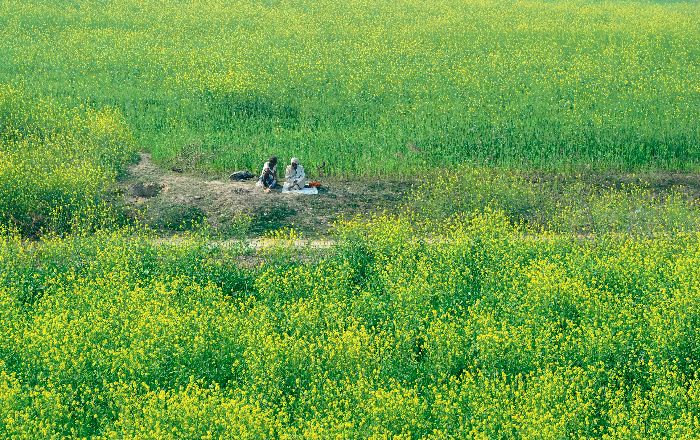 Mustard Is All Set To Become The First Genetically Modified Food In ...