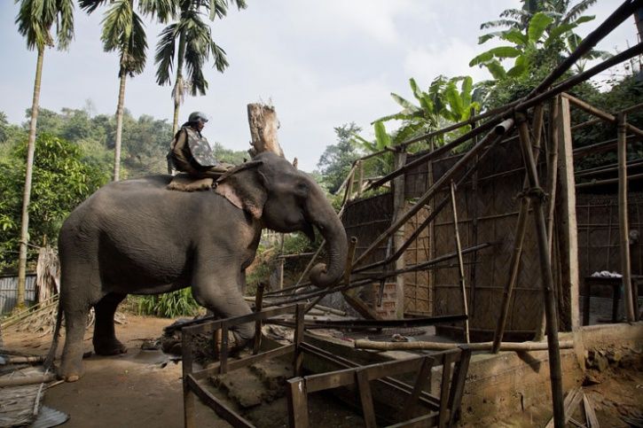 Officials Use Elephants To Clear Illegal Encroachments In Amchang ...