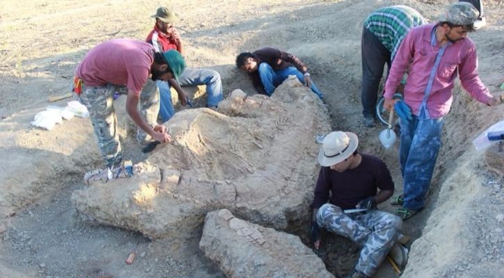 Indian Scientists Find A Rare, 157 Million Year Old Dinosaur Fossil In ...