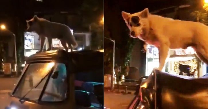 Ever Seen A Dog With Swag? Meet Sultan, The Mumbai Street Doggo Who ...