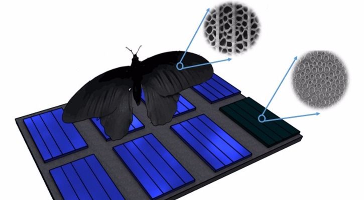 Butterfly Wings May Have Just Inspired Us To Build More Efficient Solar ...