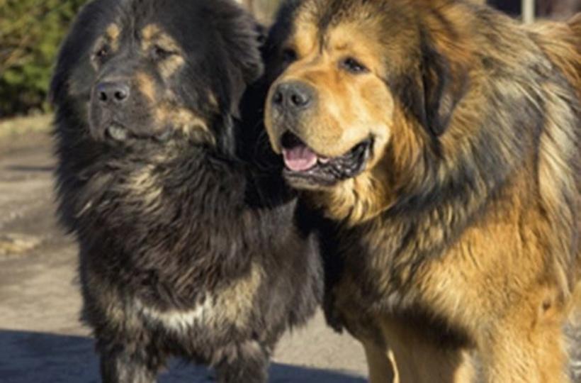 Are Mastiffs Dog Aggressive
