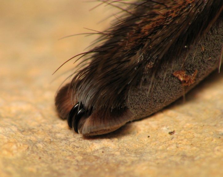 Turns Out Spiders Have Tiny Paws That Will Change The Way You Look At Them!