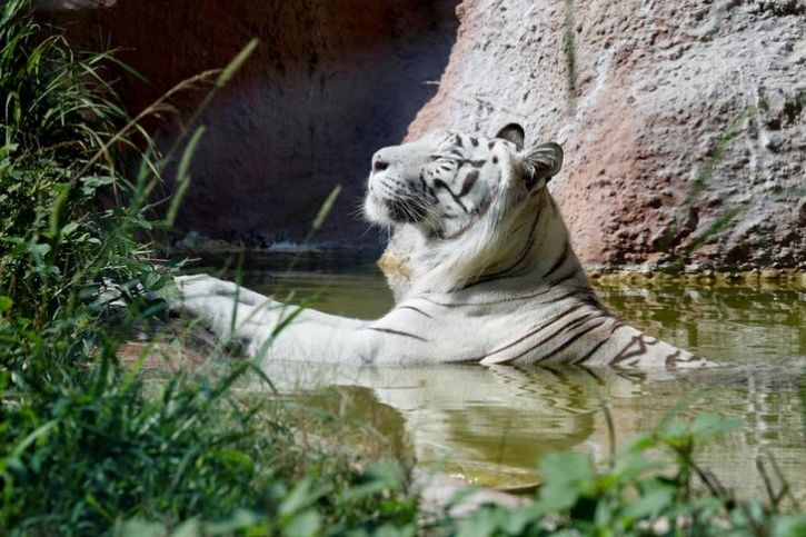 14 Pictures From Zoos Around The World Showing How Animals Beat The ...