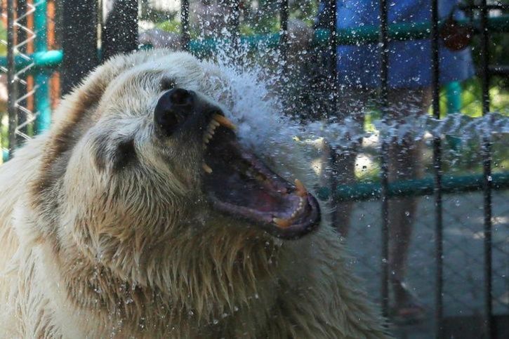 14 Pictures From Zoos Around The World Showing How Animals Beat The ...