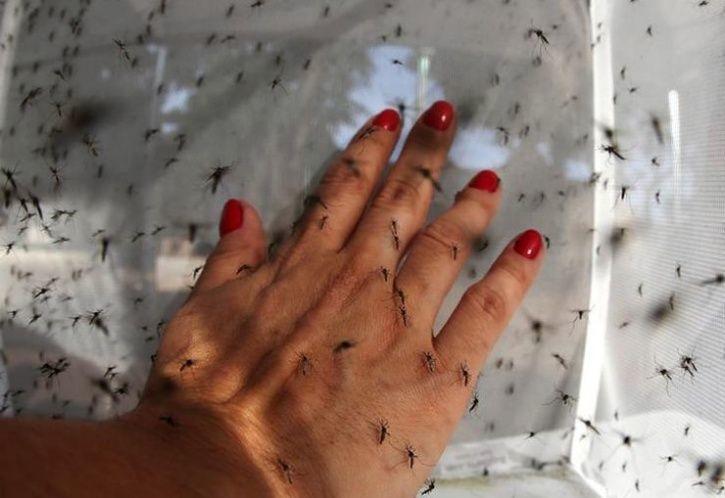 India Could Use These Specially-Bred Mosquitoes That Can Prevent The ...