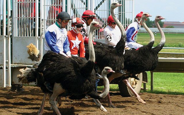 Strange But True - They Had An Ostrich Race In Minnesota, USA!