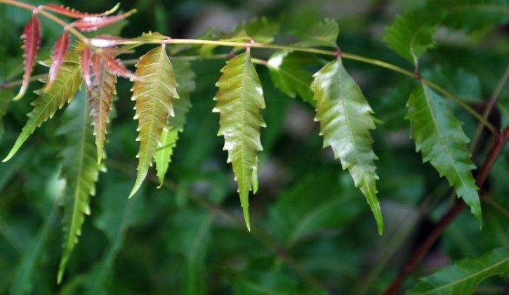 The 5 Incredible Health Benefits Of Having The Wonder Herb Neem