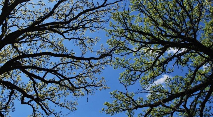 Have You Seen How Trees Grow Closely Without Touching? That's Because ...