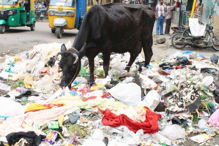 80 Kg Plastic Waste Removed From Cow's Stomach After 3-Hour Surgery In ...