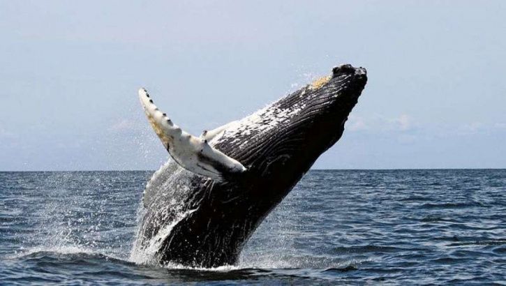 Whales Once Walked The Earth On Four Legs And Here's How They Journeyed ...