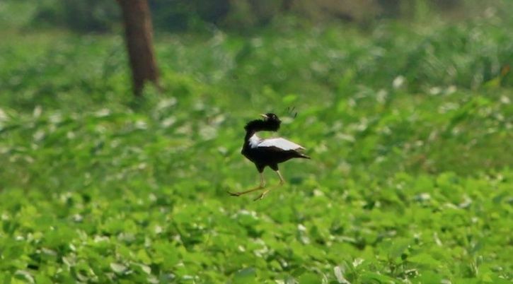 Endangered Lesser Florican Spotted In Gurugram, But It Could Be Too ...