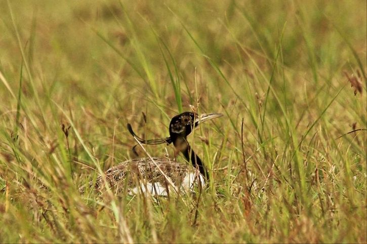 Endangered Lesser Florican Spotted In Gurugram, But It Could Be Too ...