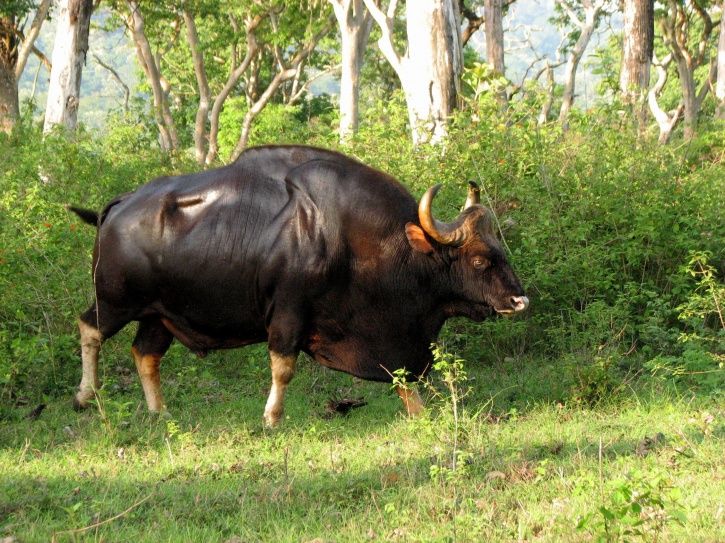 Not Just Neelakurinji, Here Are 9 Other Awesome Places You Must See In ...