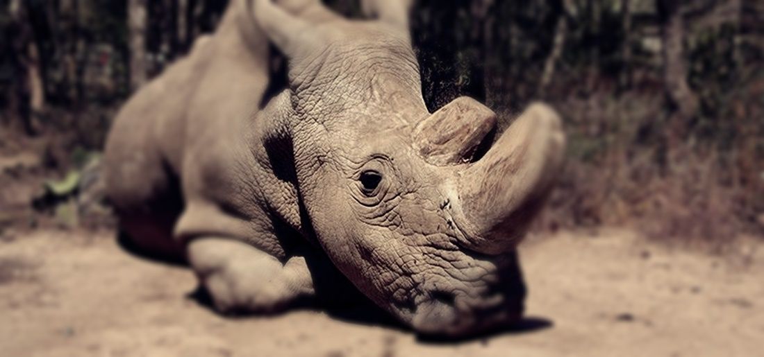 9 Facts That Show The Deadly Toll Humans Have Taken On Earth’s Species