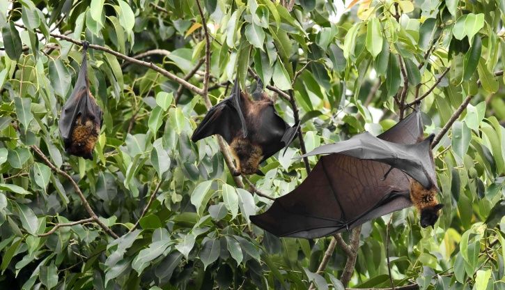 Nipah Mystery Deepens, Fruit Bats Not The Reason Behind Spread Of The ...