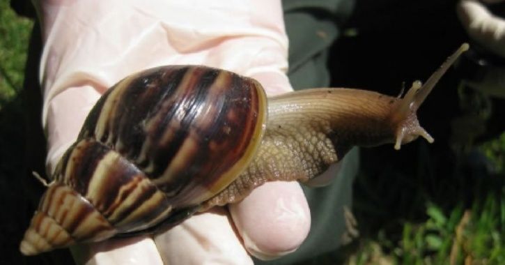 Scientists Transfer Memories From One Snail To Another & It Could Be ...