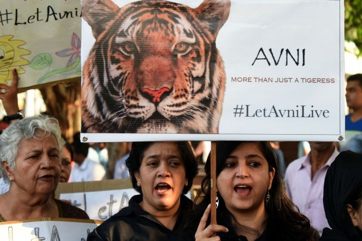 Tigress Avni Shot Dead From Close Range. She Leaves Behind Two Cubs & A ...