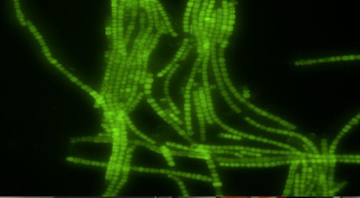 Scientists Are Using “Bionic Mushrooms” To Generate Free, Green Energy