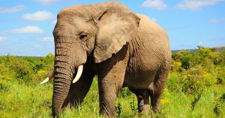 elephant evolving without tusks