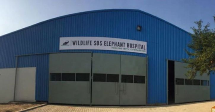India's First Elephant Hospital With Unique Medical Facilities Opens Up ...