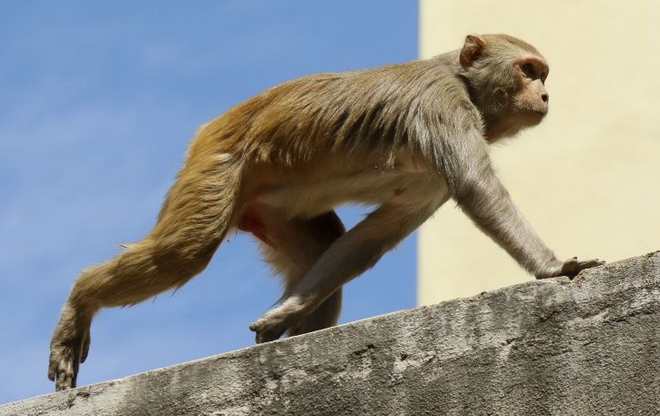 After 12-Day-Old Baby, 59-Year-Old Woman Attacked, Bitten And Killed By ...