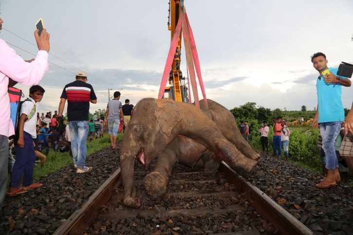 ‘Plan Bee’: Indian Railways Use Honey Bees To Prevent Elephants From ...