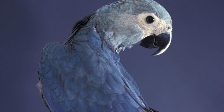Awesome Spix’s Macaw That Inspired 'Blu' In Film Rio Is The Latest ...