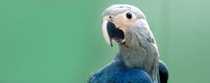 Awesome Spix’s Macaw That Inspired 'Blu' In Film Rio Is The Latest ...