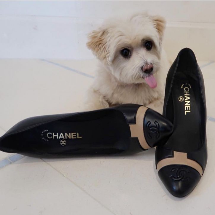 rich dogs of Instagram:Oddly Obsessed: These Rich Dogs Of Instagram Are ...